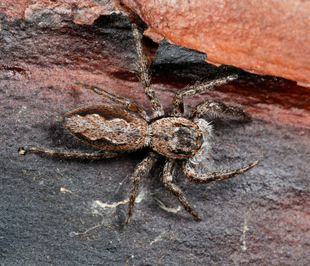 Tan Jumping Spider from Marion County, US-FL, US on November 25, 2022 ...