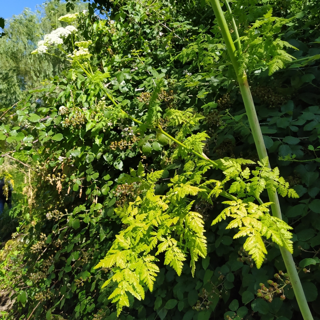 poison hemlock from Talca, CL-ML, CL on December 10, 2022 at 10:58 AM ...