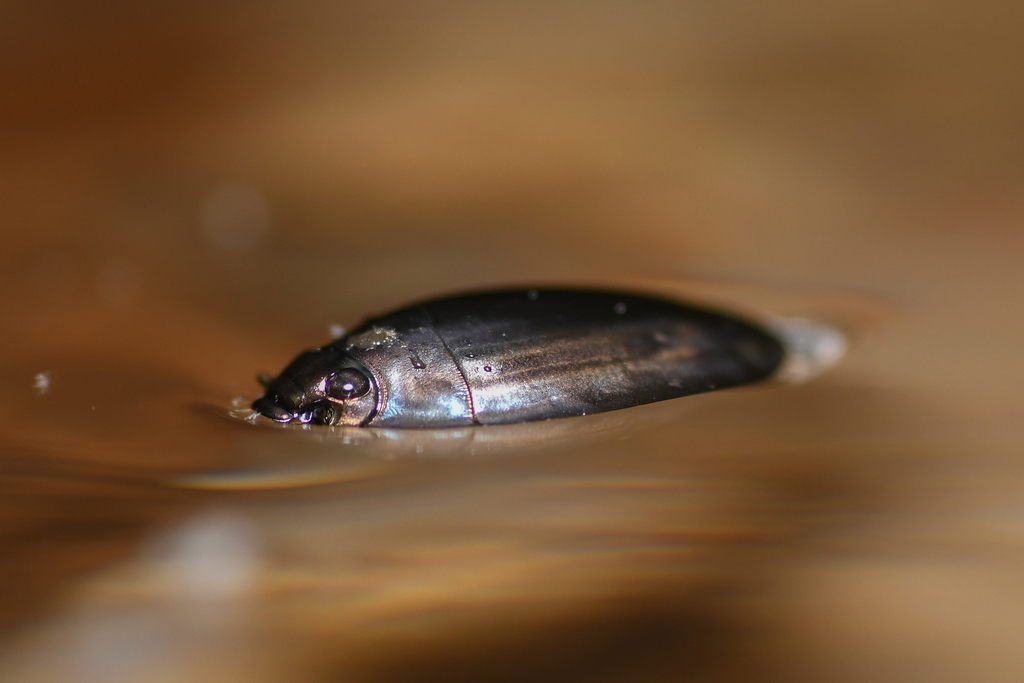 Dineutus in May 2022 by Joshua Klostermann · iNaturalist