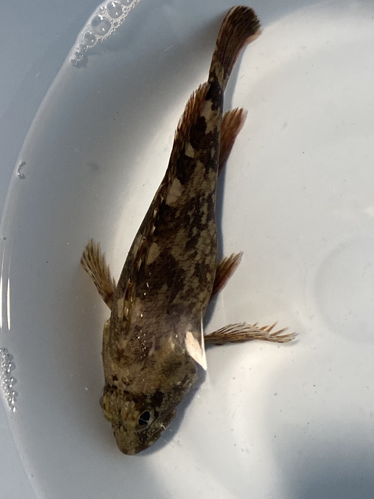 False Kelpfish from Hong Kong Island, Quarry Bay, HK on December 10 ...