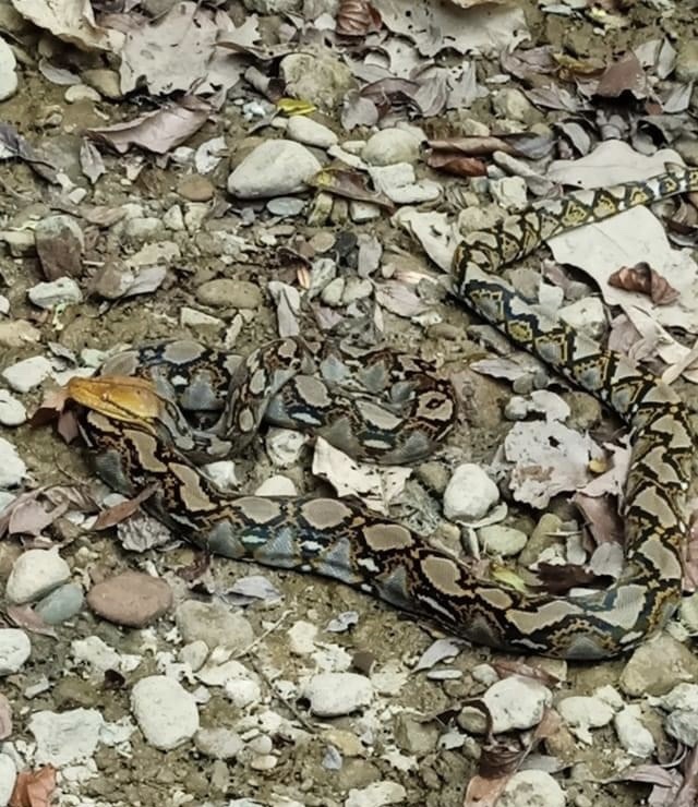 Greater Reticulated Python from Rakhine, MM on May 29, 2022 at 10:16 AM ...