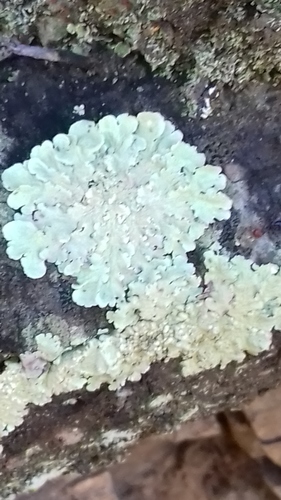 Parmelia caperata · iNaturalist