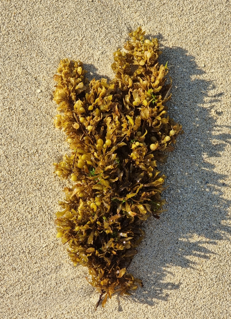 Broad-leaved gulfweed from Morc Bismic, Flic en Flac, Mauritius on ...