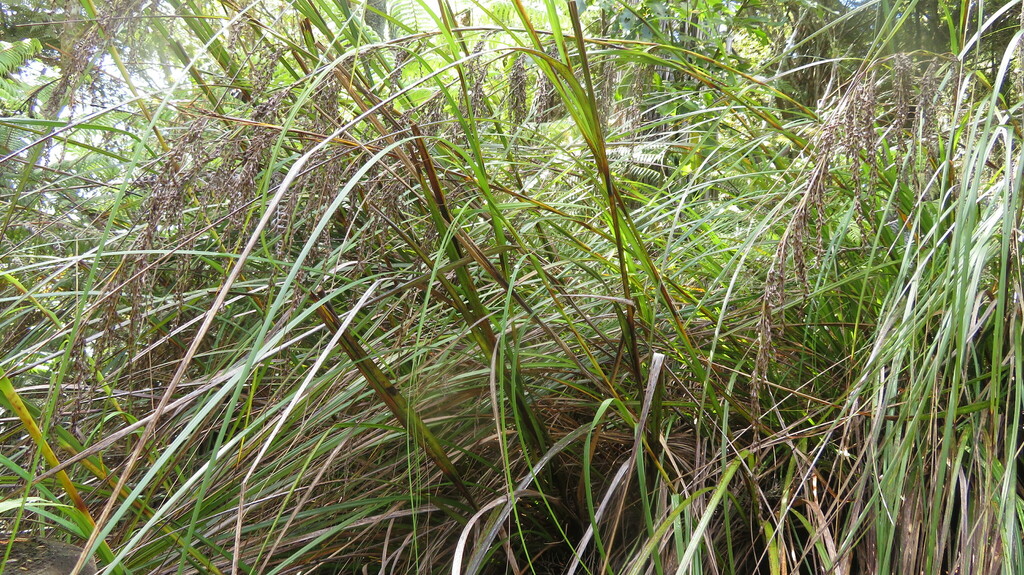 Giant cutty grass from Whangarei District, Northland, New Zealand on ...