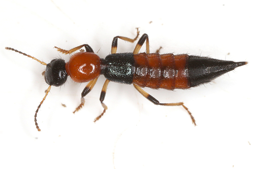 Rove Beetle Dermatitis