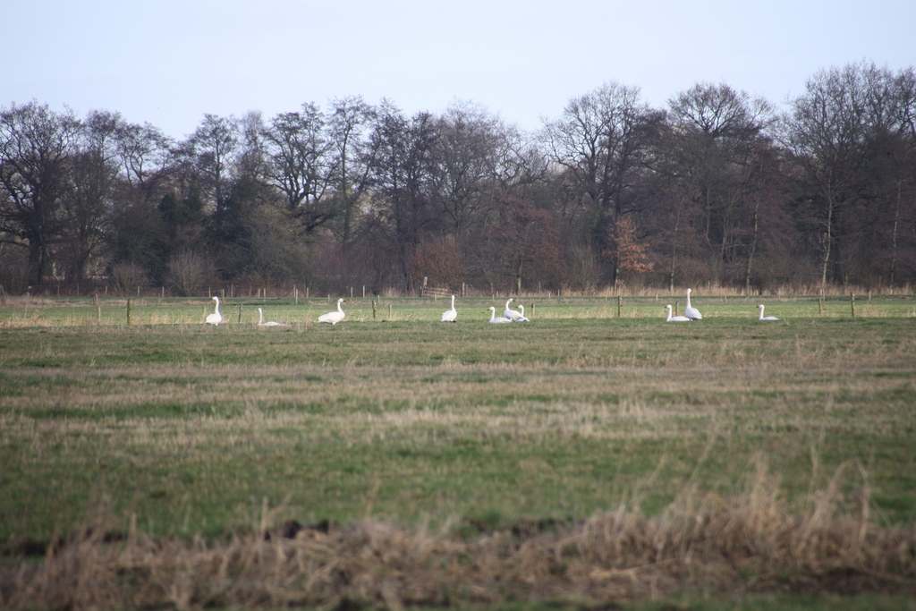 Bewick's Swan from Balloërveld on February 02, 2013 by Thorhold ...