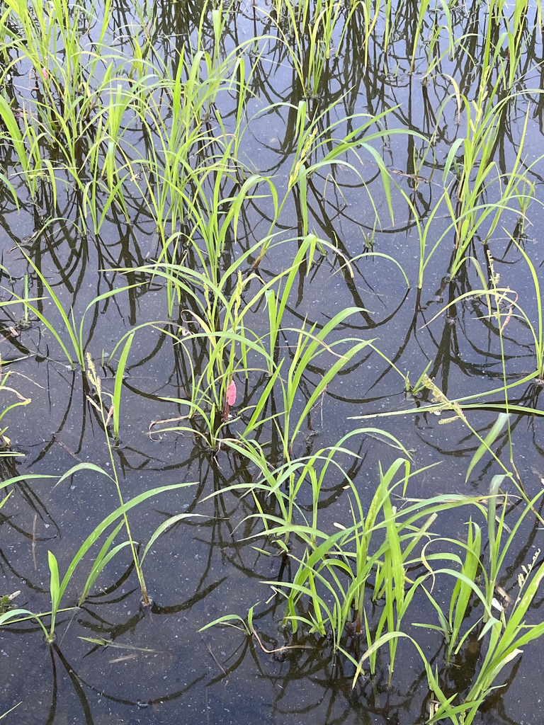 Channeled Apple Snail from 台灣宜蘭縣 on August 15, 2022 at 05:08 PM by 生態棲地 ...