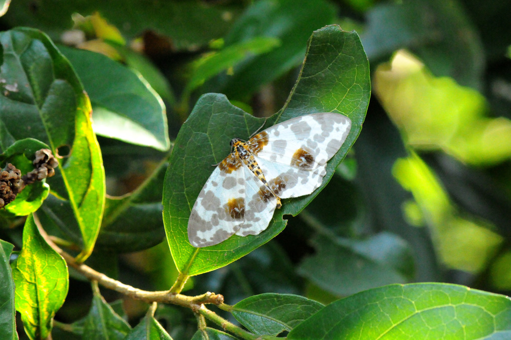 Illuminated Magpie Moth (Tai Po Kau Butterflies and Moths) · iNaturalist