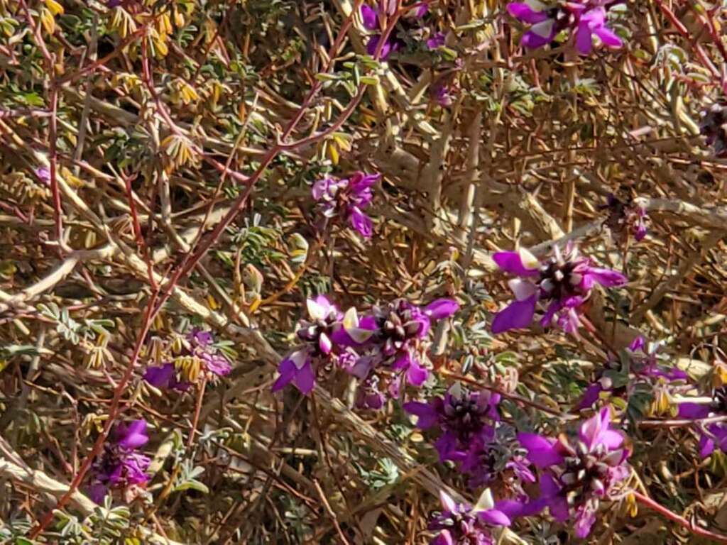 trailing indigo bush from Las Vegas, NV 89145, USA on December 10, 2022 ...