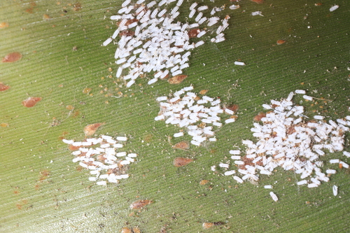 Pinnaspis aspidistrae · iNaturalist Mexico