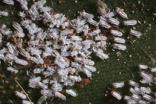 Fern scale (Pinnaspis aspidistrae)