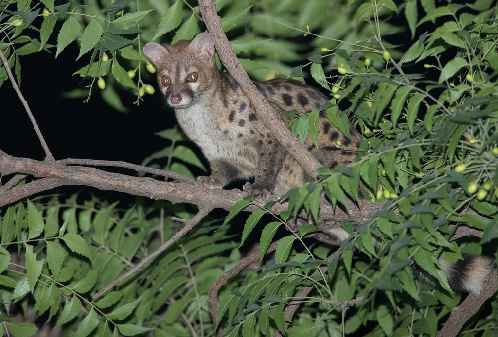West African Large-spotted Genet (Genetta pardina) - Know Your Mammals
