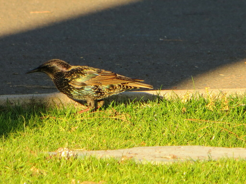 European Starling from Litchfield Park, AZ, USA on December 10, 2022 at ...