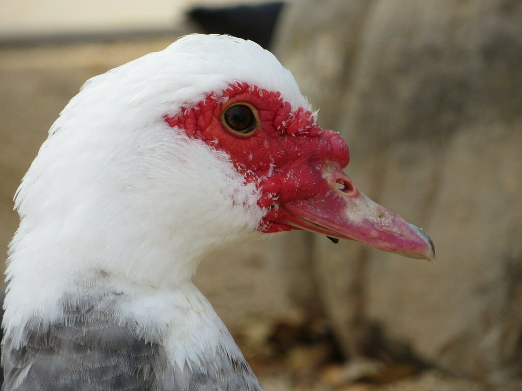 Domestic Muscovy Duck from Surprise, AZ, USA on December 10, 2022 at 12 ...