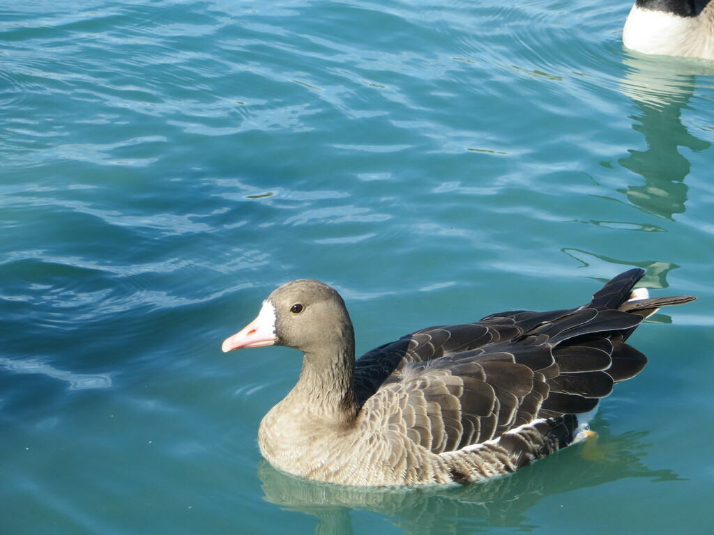 Greater White-fronted Goose from Surprise, AZ, USA on December 10, 2022 ...
