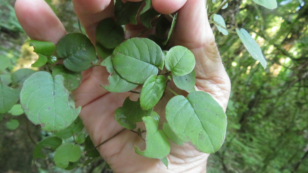 Fuchsia perscandens from Manunui, New Zealand on November 05, 2022 at ...