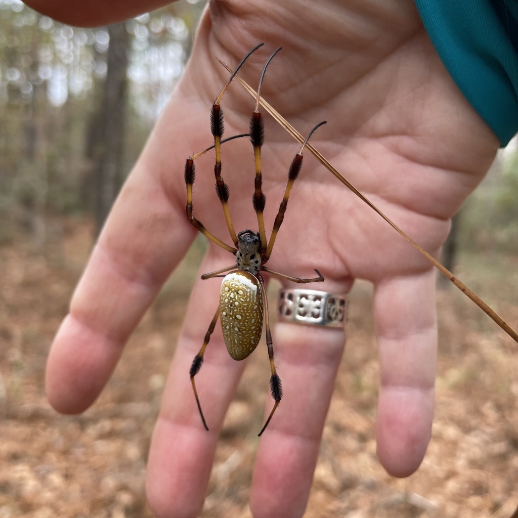Golden Silk Spider from Longs, North Myrtle Beach, SC, US on December ...