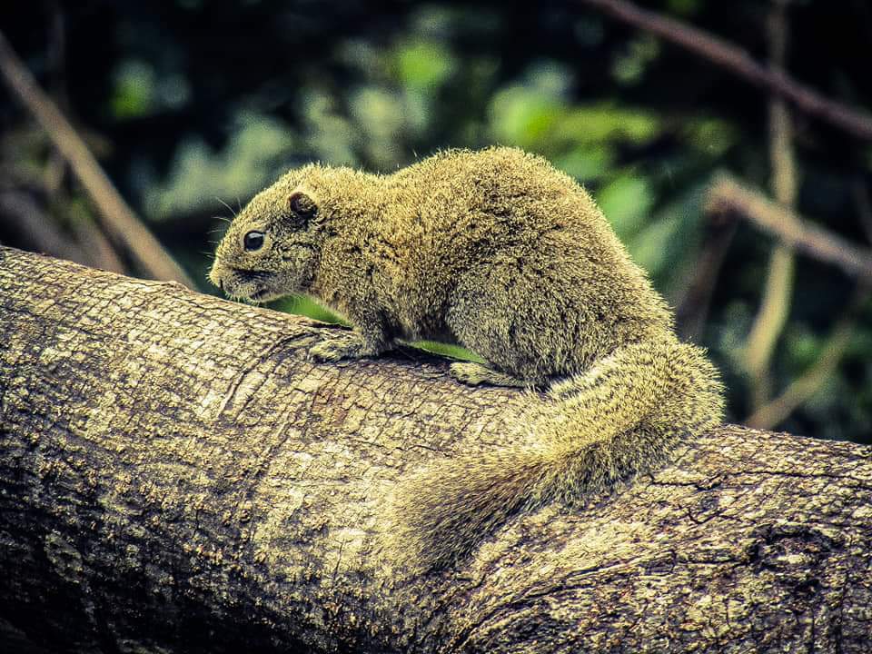 Pallas' Squirrel from Nagaland, India on June 04, 2019 at 08:59 AM by L ...