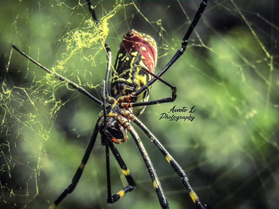 Joro Spider from Nagaland, India on March 6, 2019 at 08:59 AM by L ...