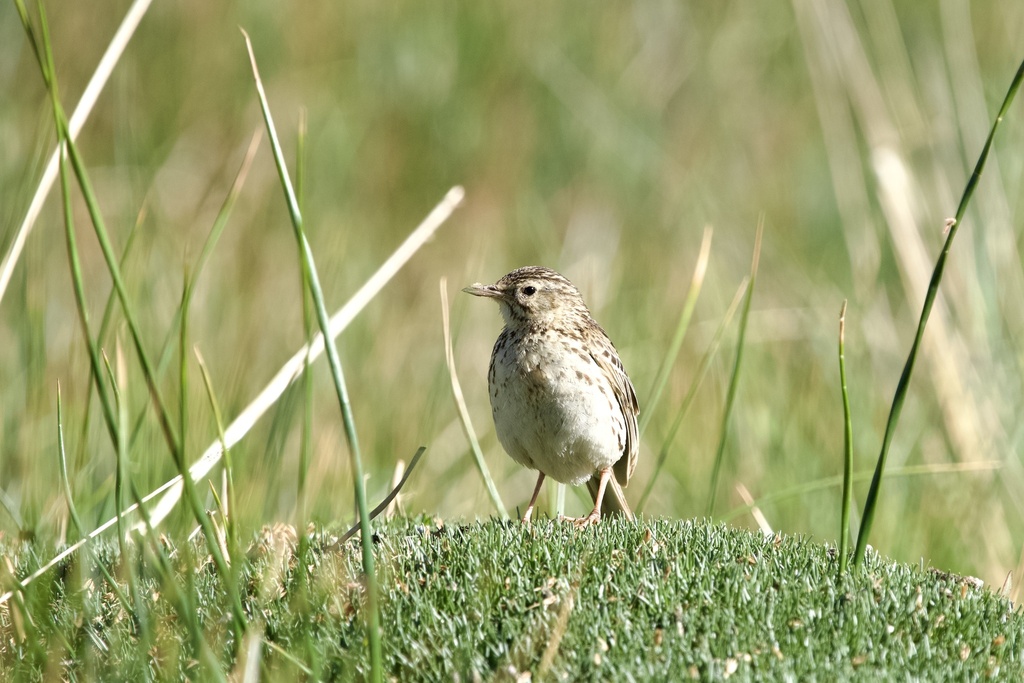 Correndera Pipit from Curillinque, San Clemente, Maule, CL on December 09, 2022 at 08:56 AM by ...