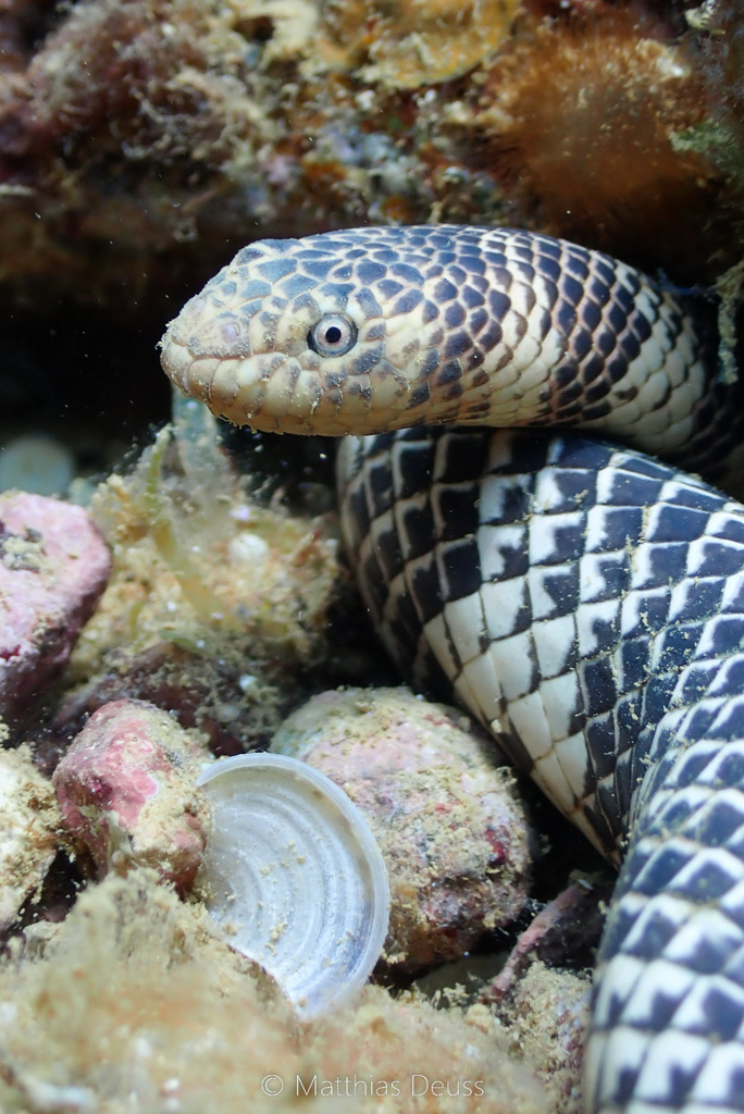 Reef Shallows Sea Snake (Aipysurus duboisii) - Snakes and Lizards