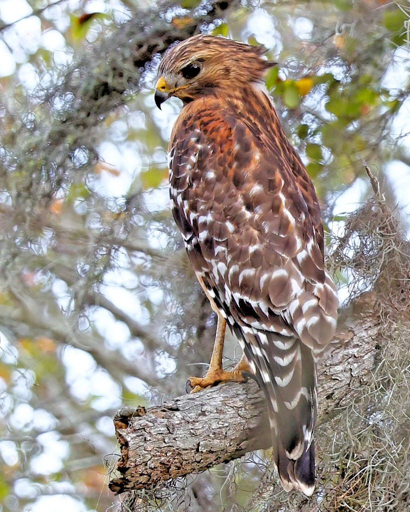 Red-shouldered Hawk from Harris County, TX, USA on December 10, 2022 at ...