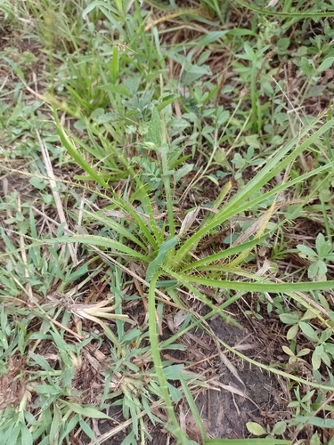 Eryngium stenophyllum · iNaturalist United Kingdom