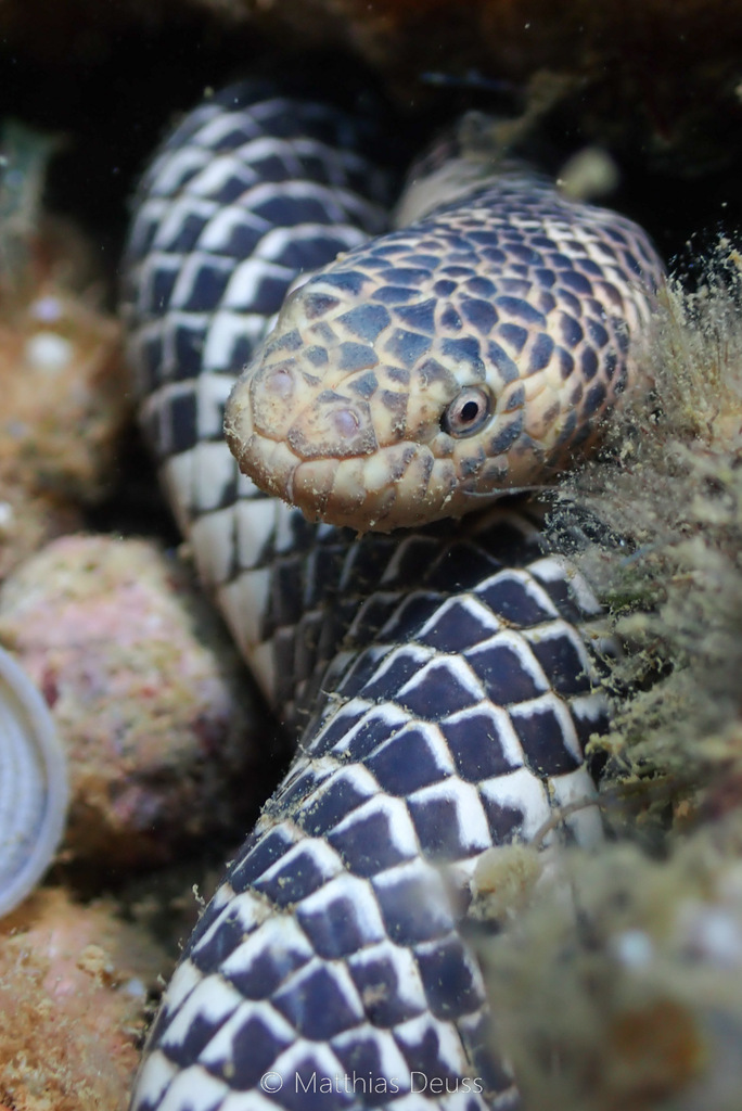 Reef Shallows Sea Snake (Aipysurus duboisii) - Snakes and Lizards