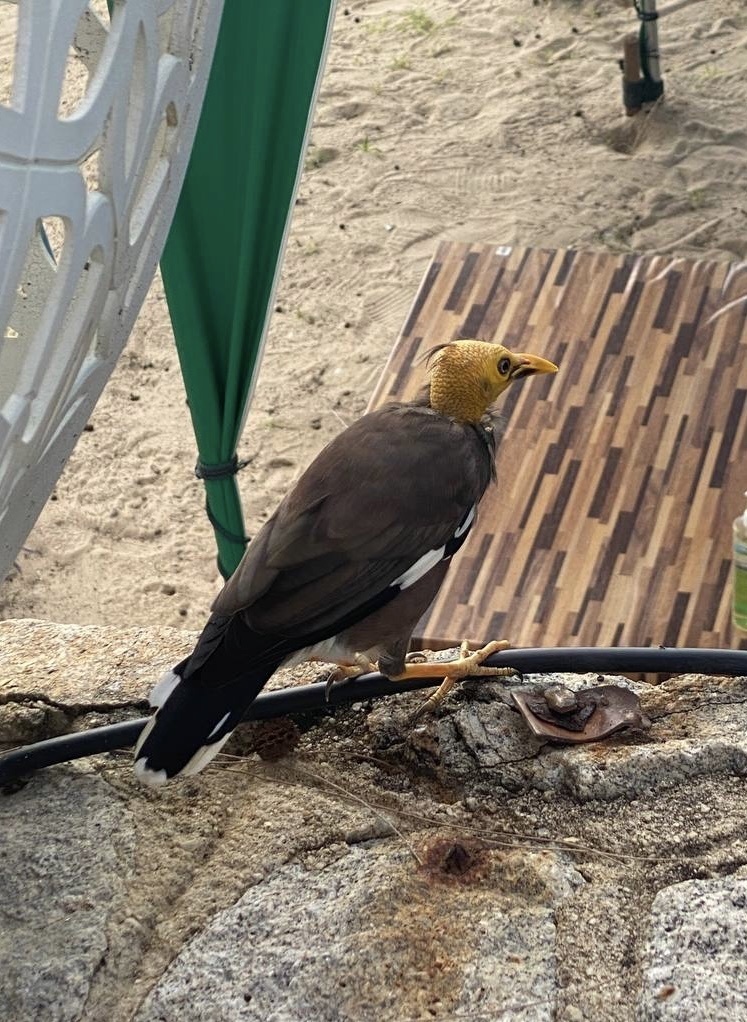 Common Indian Myna from Ko Samui, อ.เกาะสมุย, Провинция Сурат-Тхани, TH ...