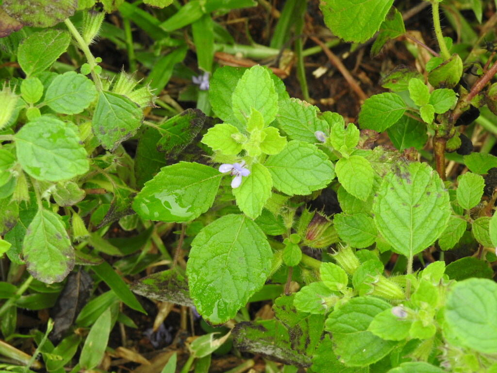 Wide Spikenard from Andhra Pradesh, India on October 01, 2022 at 08:14 ...