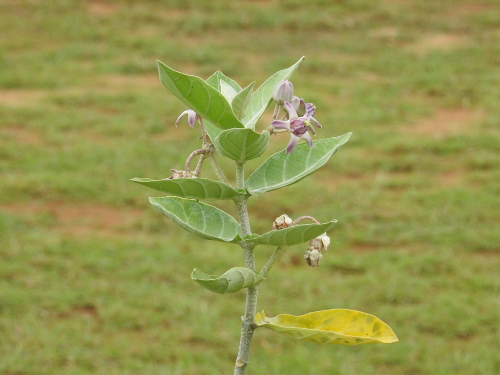 crown flower from Chittoor, Andhra Pradesh, India on October 1, 2022 at ...