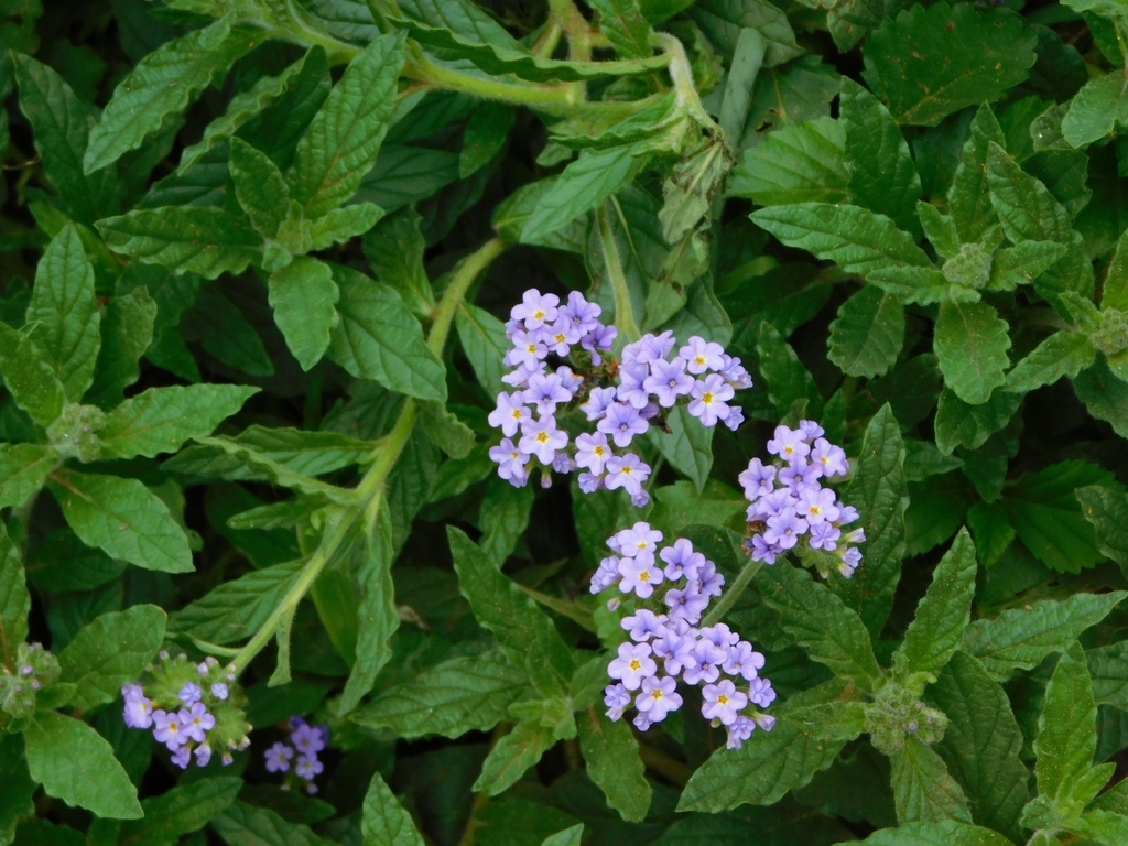 fragrant heliotrope from Rosemary Ave & Pinkie St, Annlin, Pretoria ...