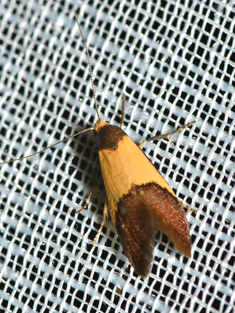 Heteroteucha dichroella from Organ Pipes National Park, Keilor North ...