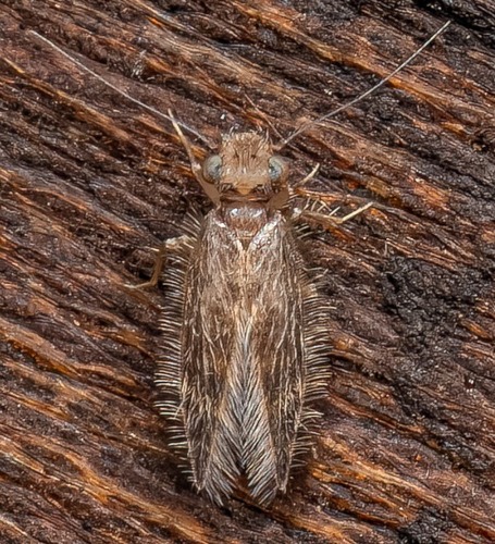 Photo 247345477, (c) Vinícius Rodrigues de Souza, all rights reserved ...