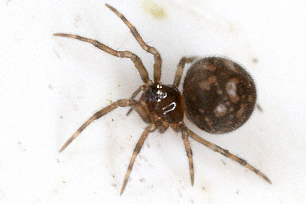 Common Eastern Ray Spider from Hartberg-Fürstenfeld, Österreich on ...
