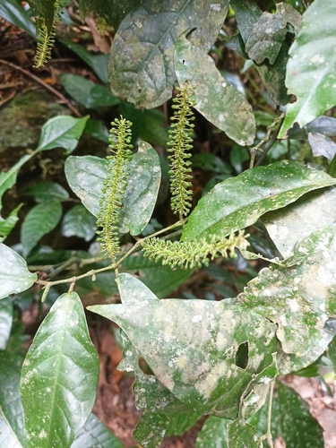 Piper anisum · iNaturalist Mexico