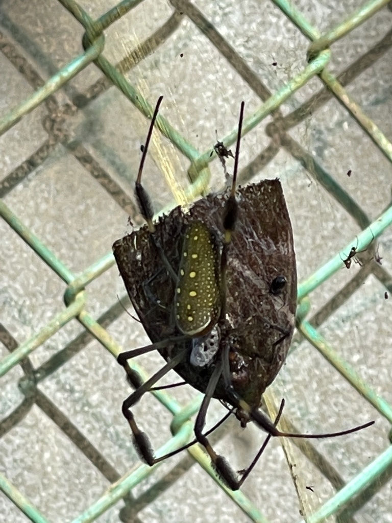 Golden Silk Spider from Santa Marta (Dist. ESP. ), Santa Marta ...