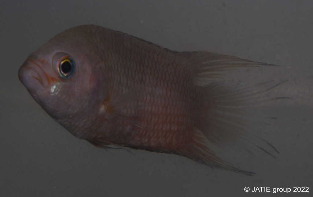 Ceylonese Combtail Gourami in December 2022 by JATIE group · iNaturalist