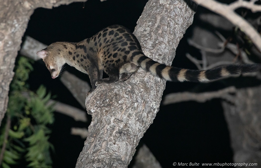 West African Large-spotted Genet (Genetta pardina) - Know Your Mammals