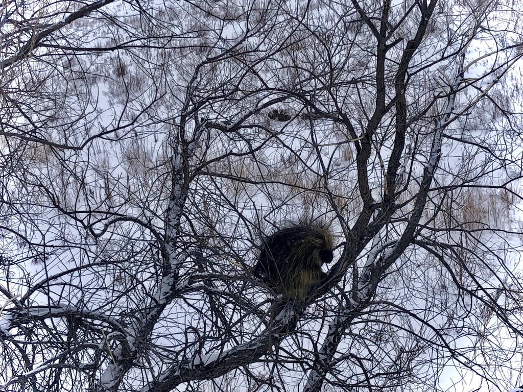 North American Porcupine from Opheim, MT, US on December 5, 2022 at 03: ...