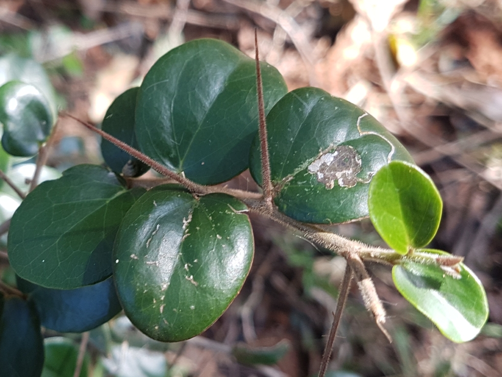 Coastal Kei-Apple from Leopard Walk Lodge, Hluhluwe on August 6, 2020 ...