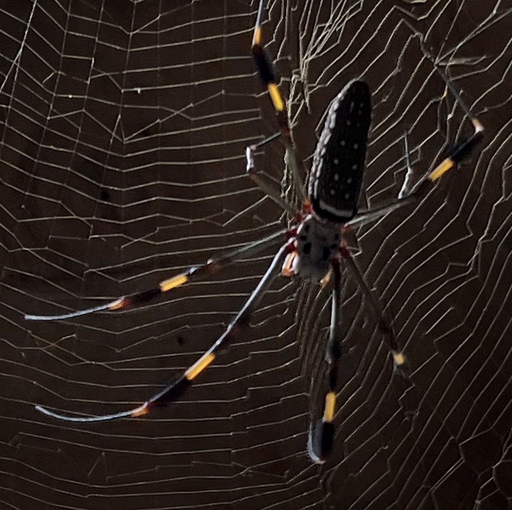 Golden Silk Spider from La Española, Cevicos, Sánchez Ramírez, DO on ...