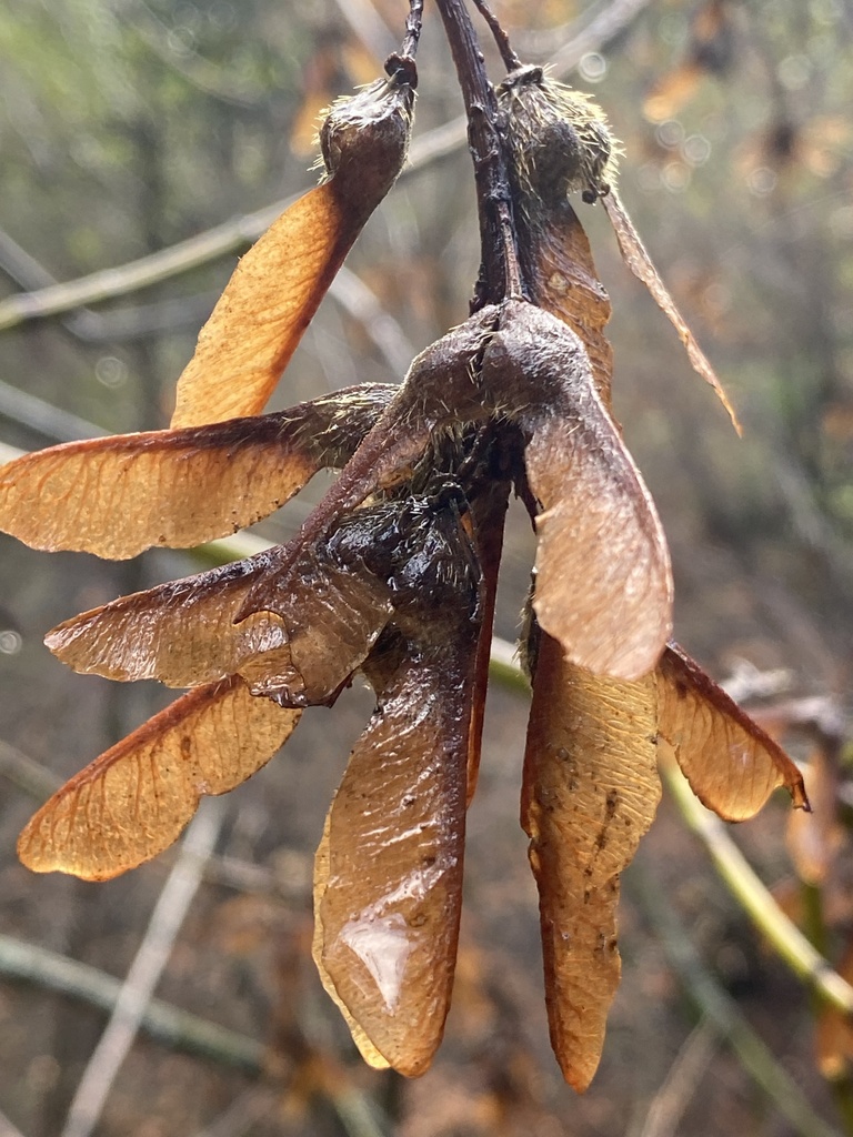 bigleaf maple from Alum Rock Park, San Jose, CA, US on December 11 ...