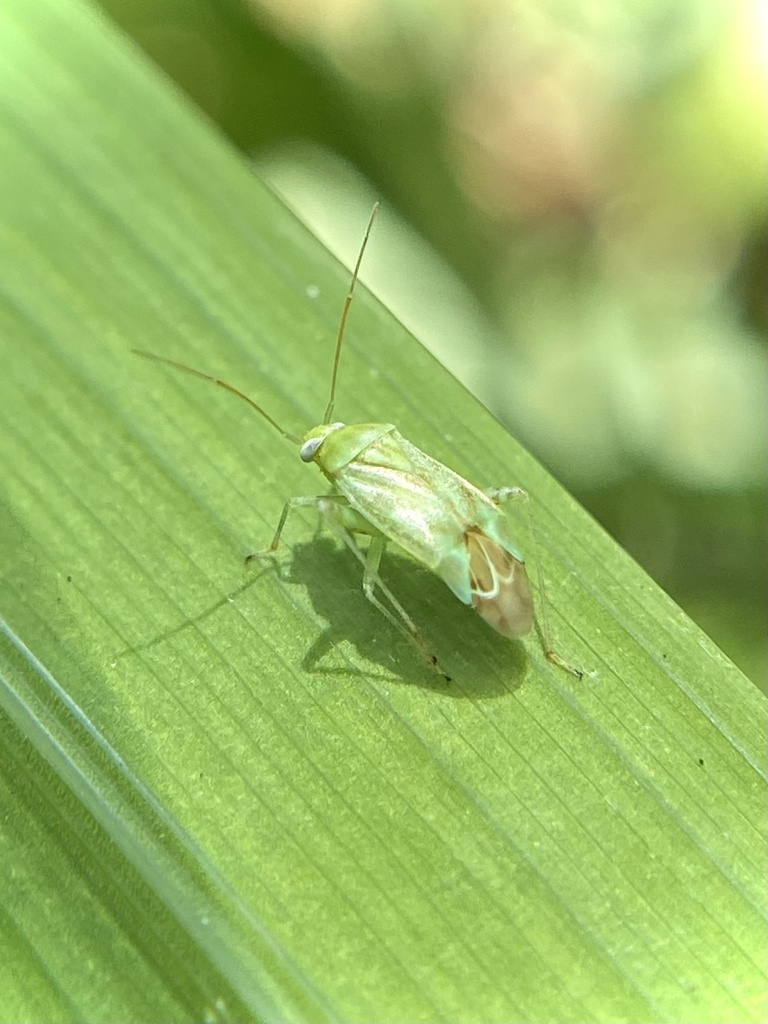 Broken-backed Bug in December 2022 by Brett O · iNaturalist