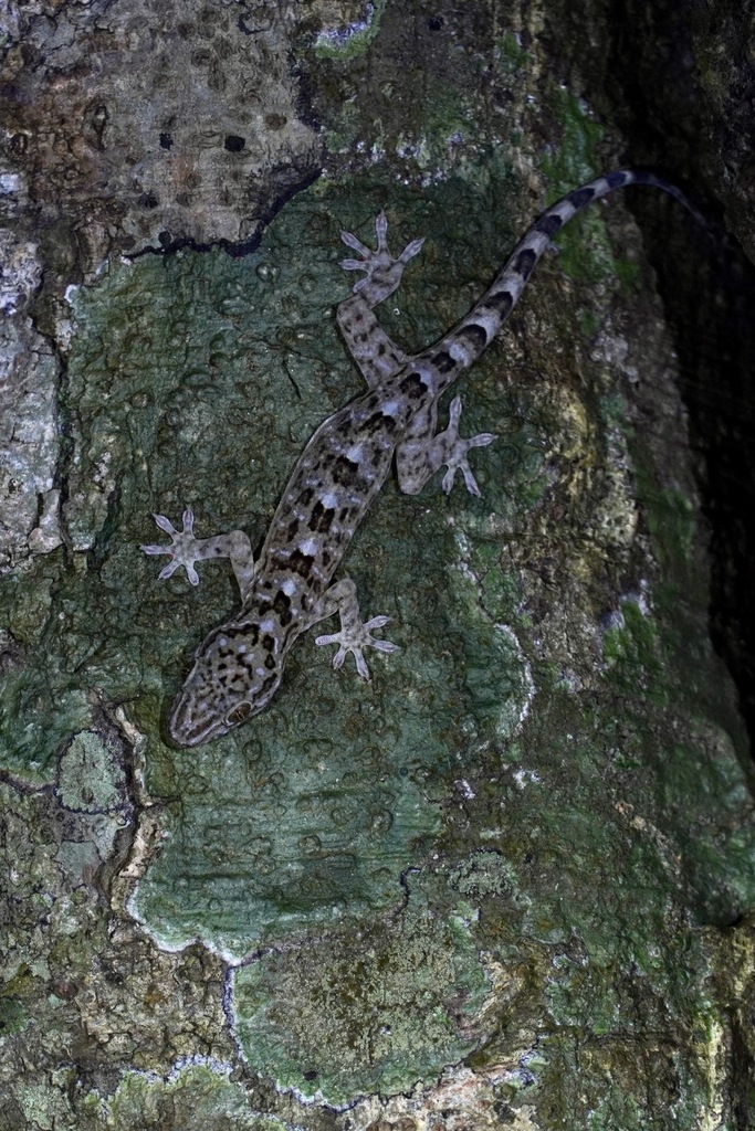Ta Kou Marbled Gecko in December 2022 by Jake Smith. https://www ...