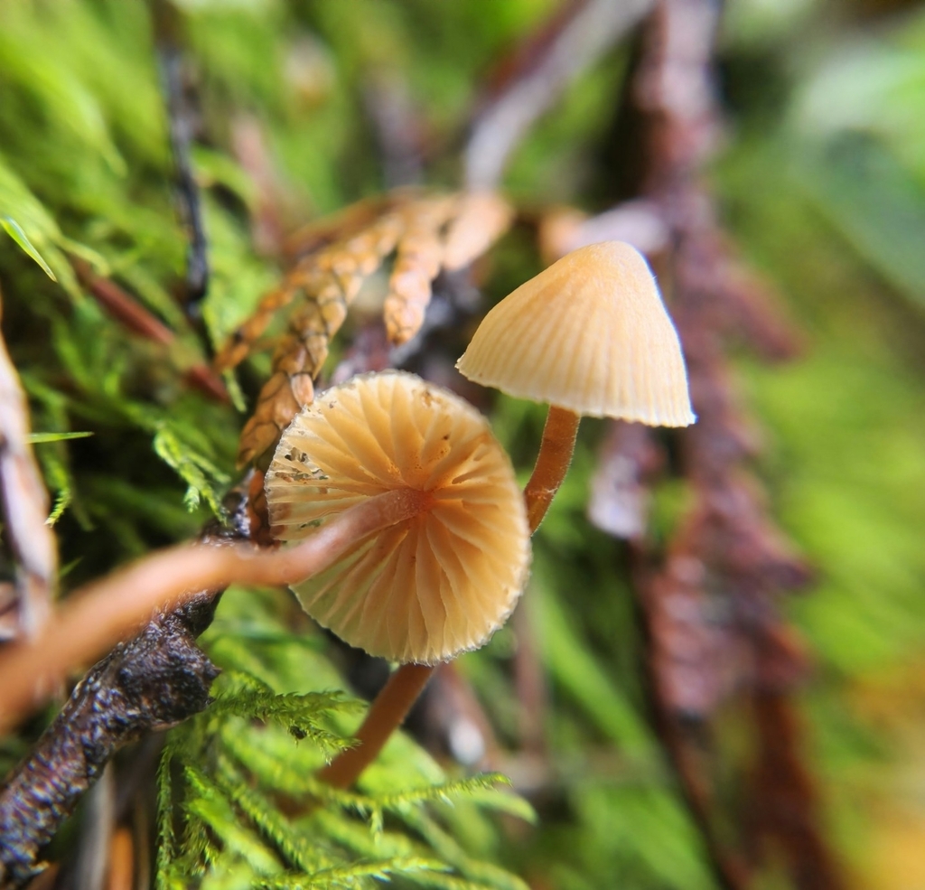 Moss Bells from Clinton, WA 98236, USA on December 11, 2022 at 02:03 PM ...