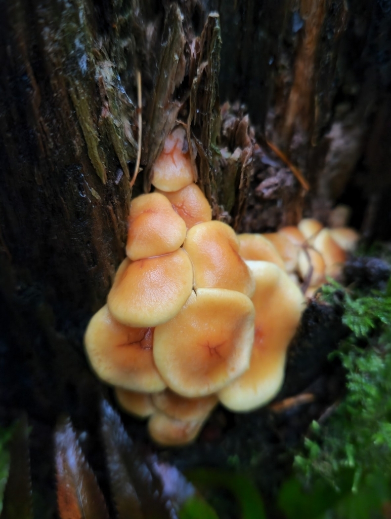 Sulphur Tuft from Clinton, WA 98236, USA on December 11, 2022 at 02:45 ...