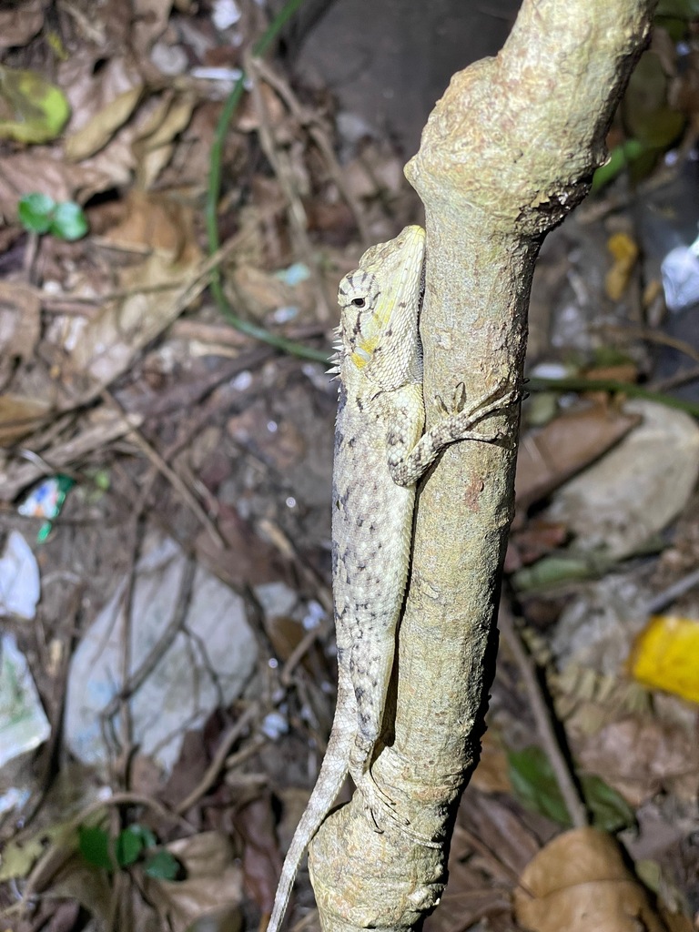 Vietnamese Blue Crested Lizard from Hàm Thuận Nam, Bình Thuận, Vietnam ...