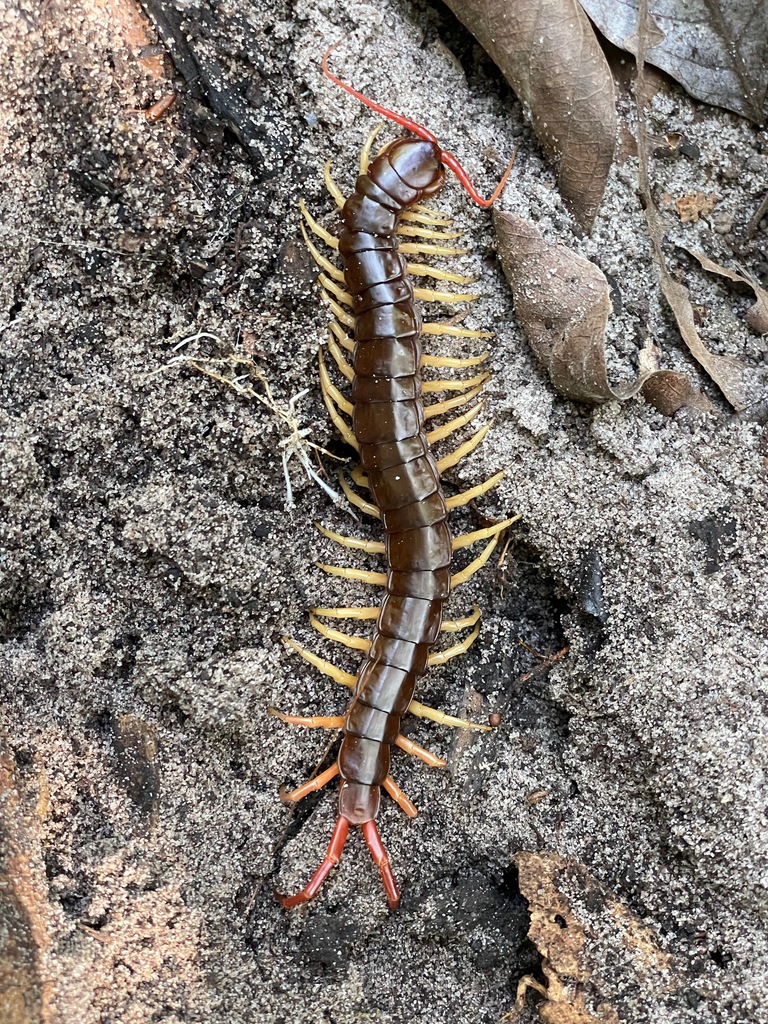 Vietnamese Centipede from Xuyên Mộc, Bà Rịa - Vũng Tàu, Vietnam on ...
