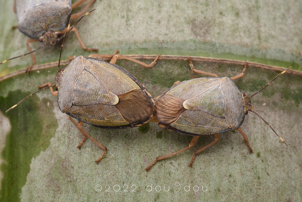 Hippotiscus dorsalis from 中国江苏省镇江市句容市宝华山 on June 18, 2022 at 05:01 PM ...